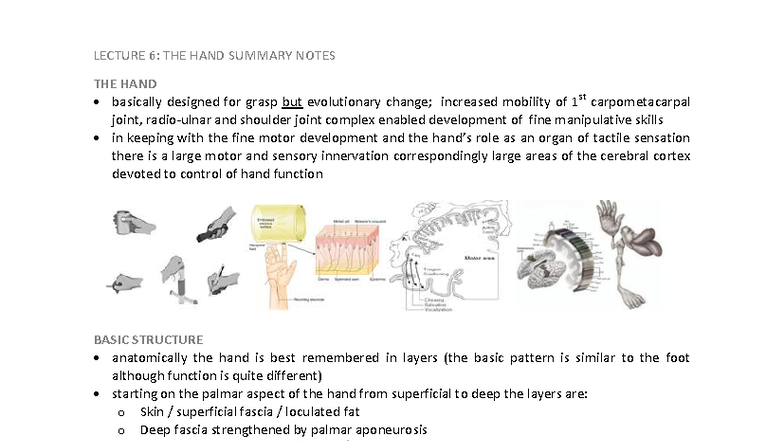 LECTURE 6: HAND SUMMARY NOTES - ANATOMY & FUNCTION - Studocu