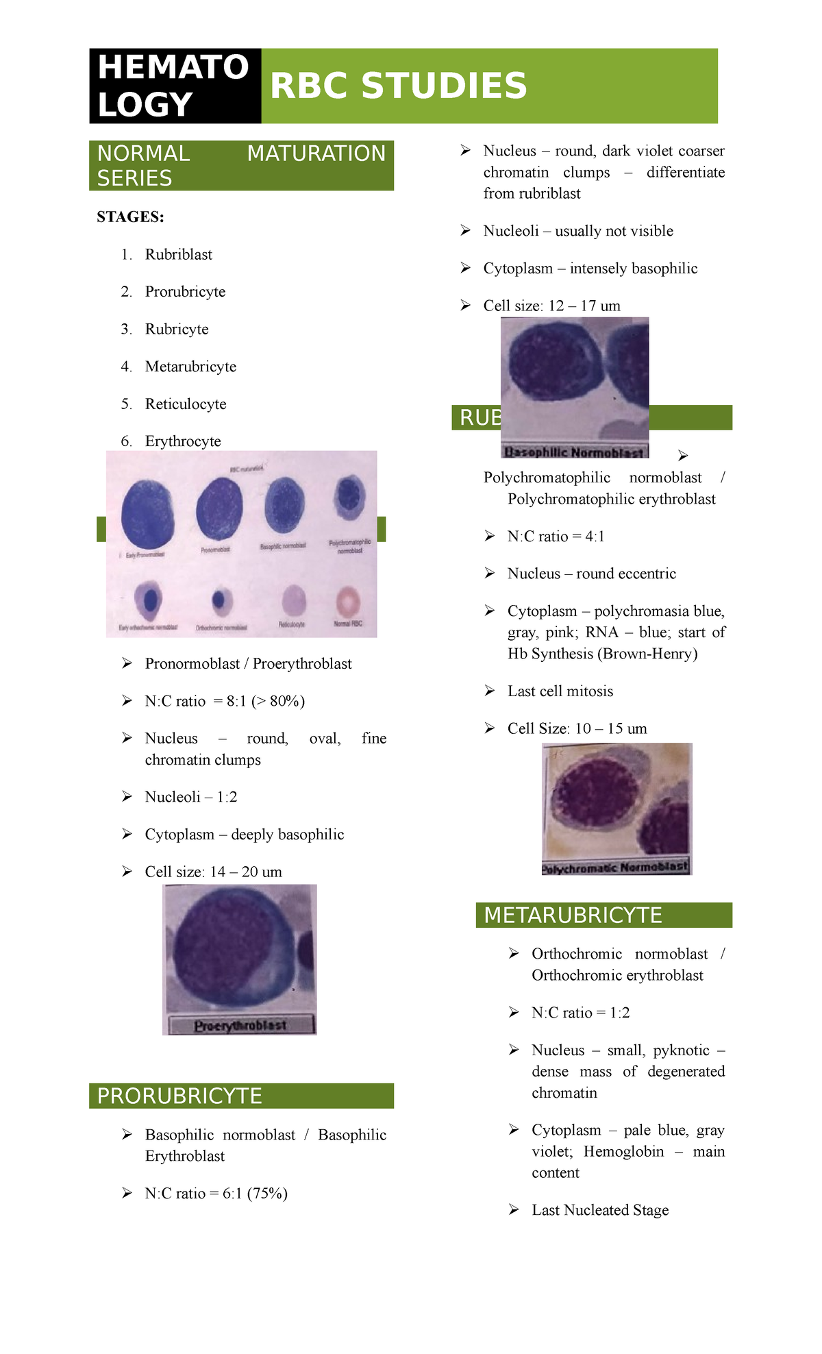 Hematology Midterm - LOGY RBC STUDIES NORMAL MATURATION SERIES STAGES ...
