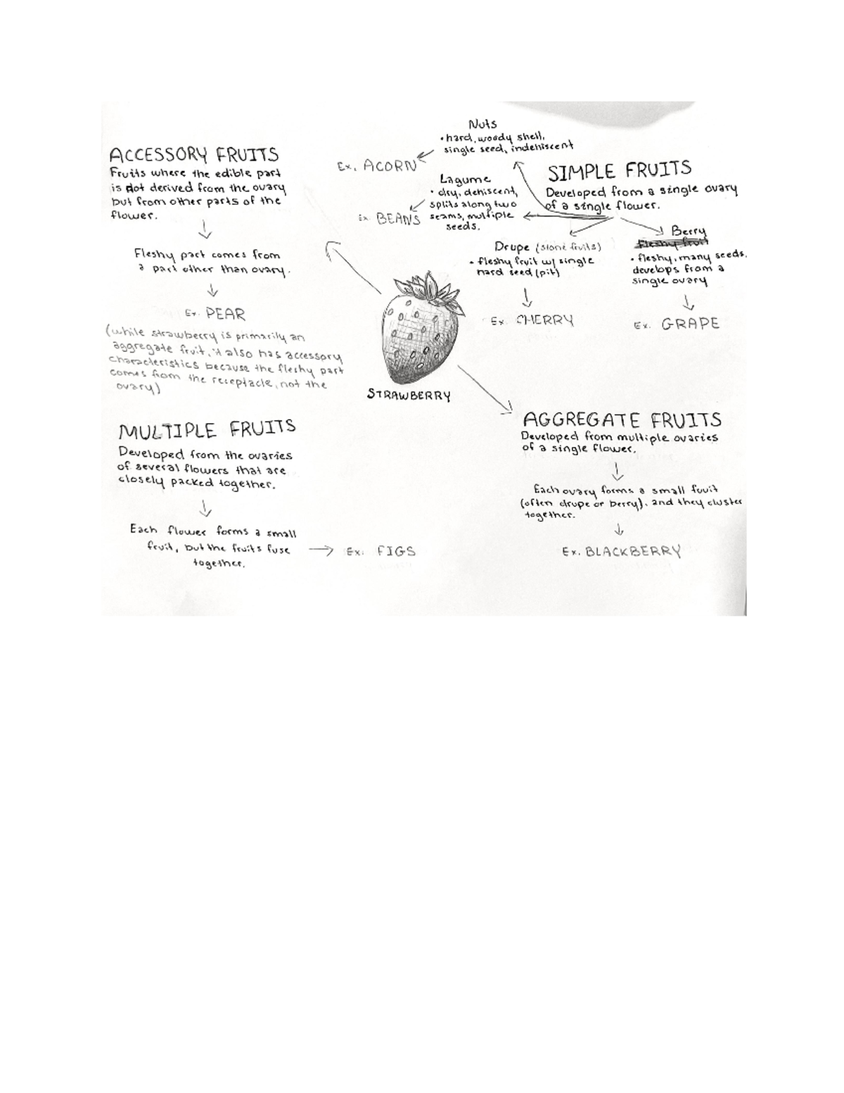 Fruit Types Concept Map - Nuts hard. woody shell. ACCESSORY FRUITS ...