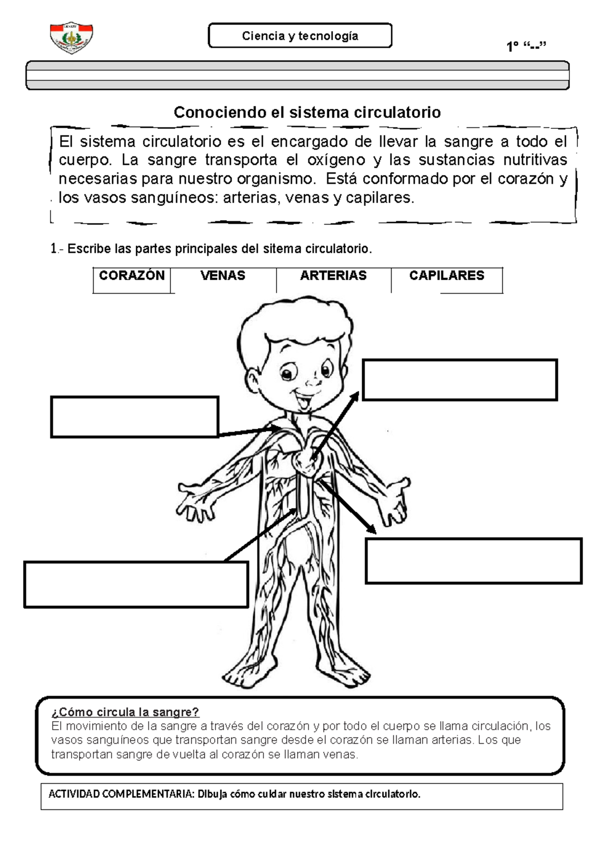 Actividades Del Sistema Circulatorio ACTIVIDAD SOBRE EL SISTEMA