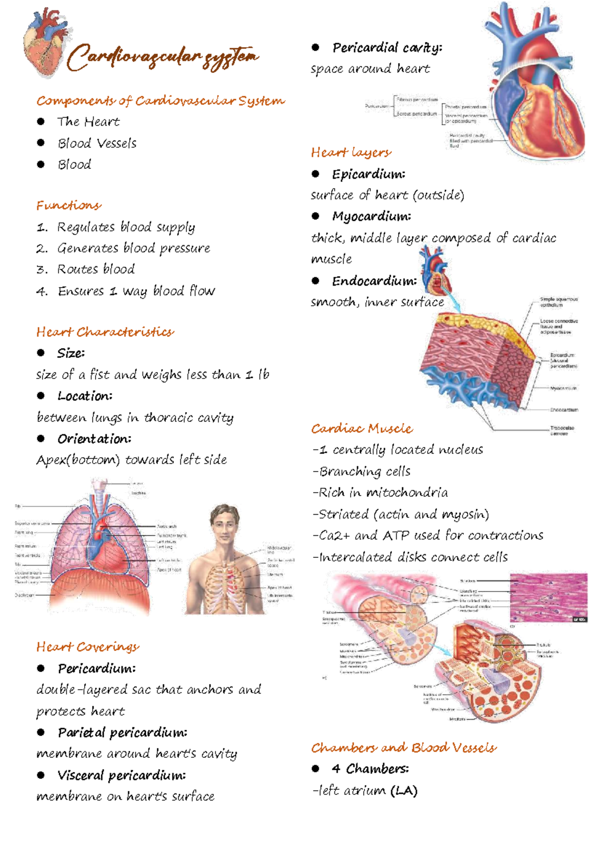Cardiovascular System Overview: Anatomy, Function, and Regulation - Studocu