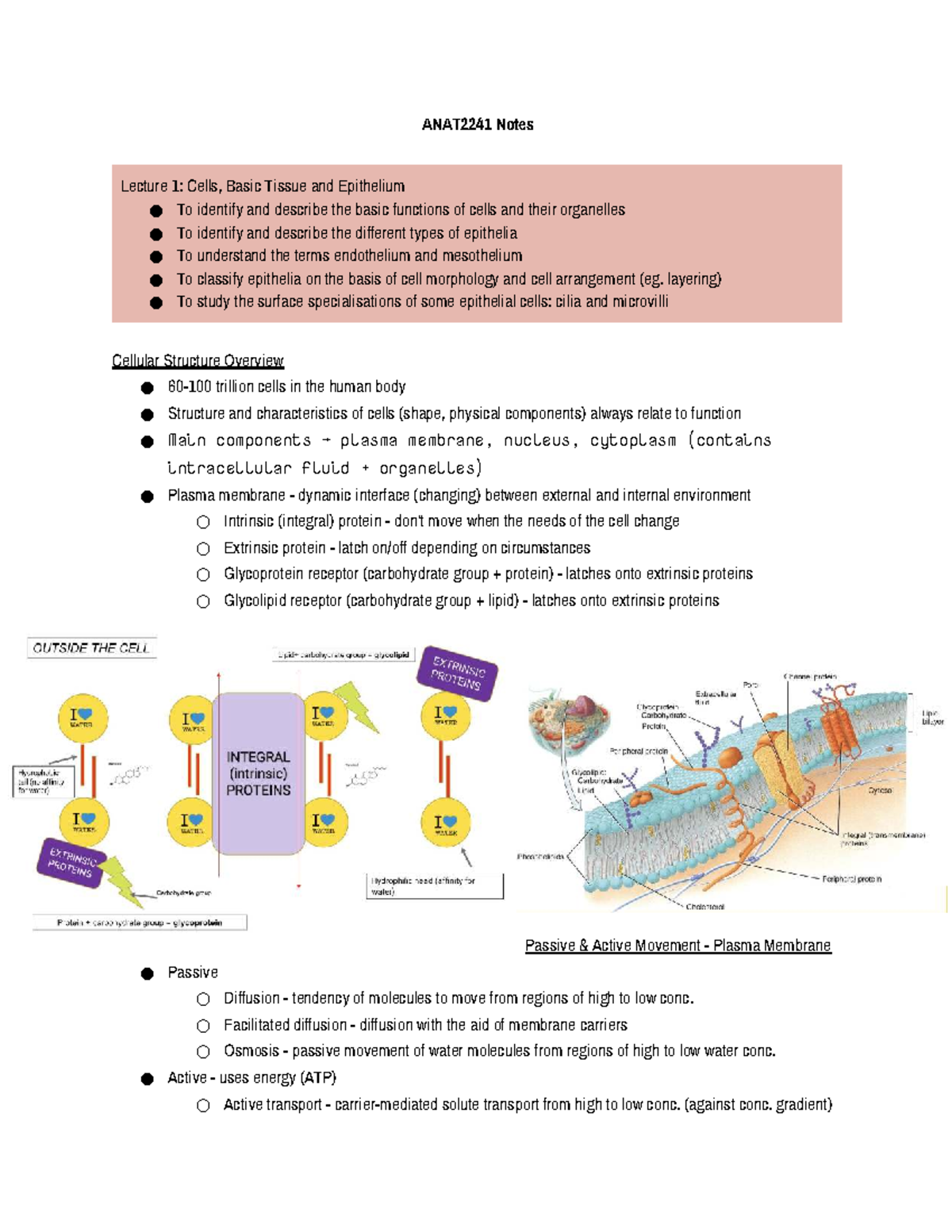 ANAT2241 Lecture 1 Notes: Cells, Tissues & Epithelial Classification ...