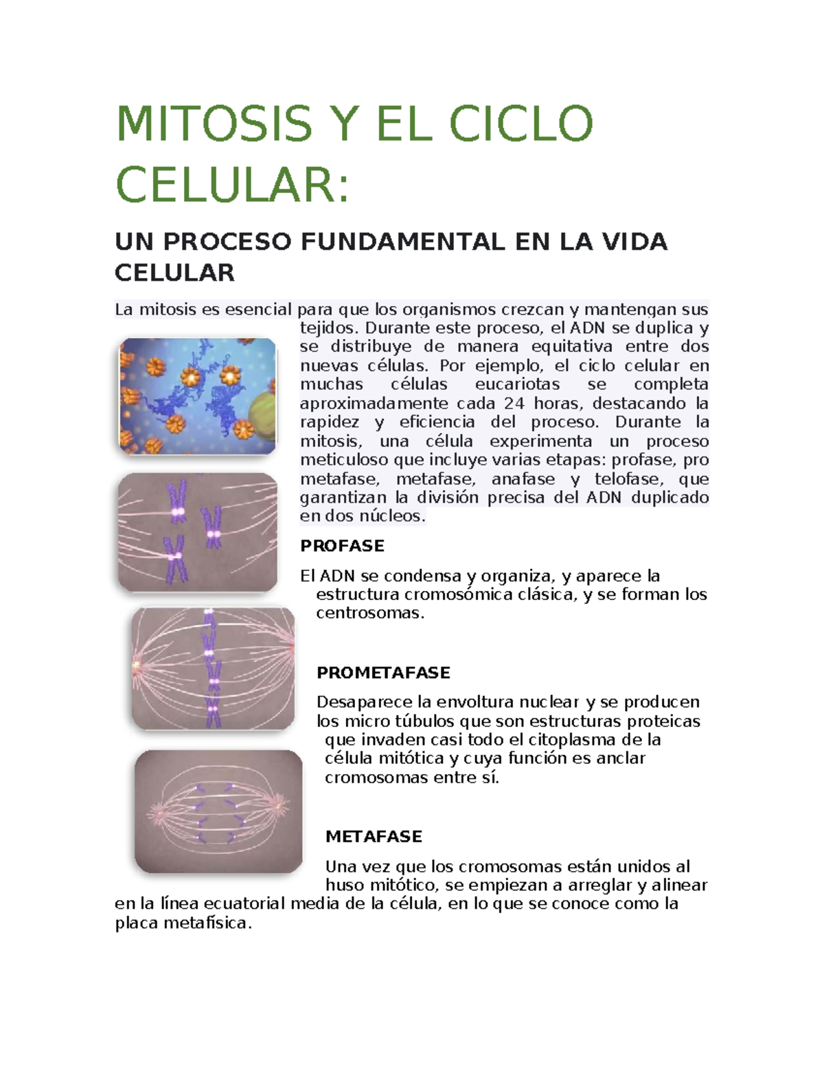 Mitosis y Ciclo Celular: Proceso Fundamental en la Vida Celular - Studocu