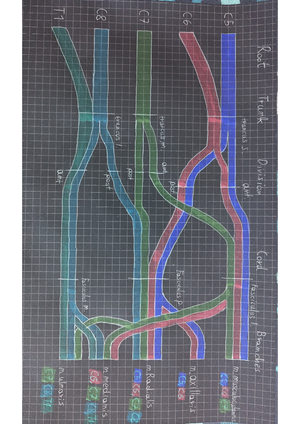 Dihala, sečila in spolovila - Funkcionalna Anatomija - Označi strukture ...