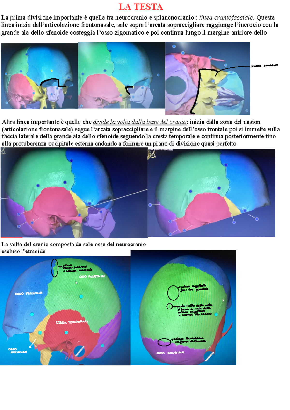 Cranio scheletro - LA TESTA La prima divisione importante è quella tra ...