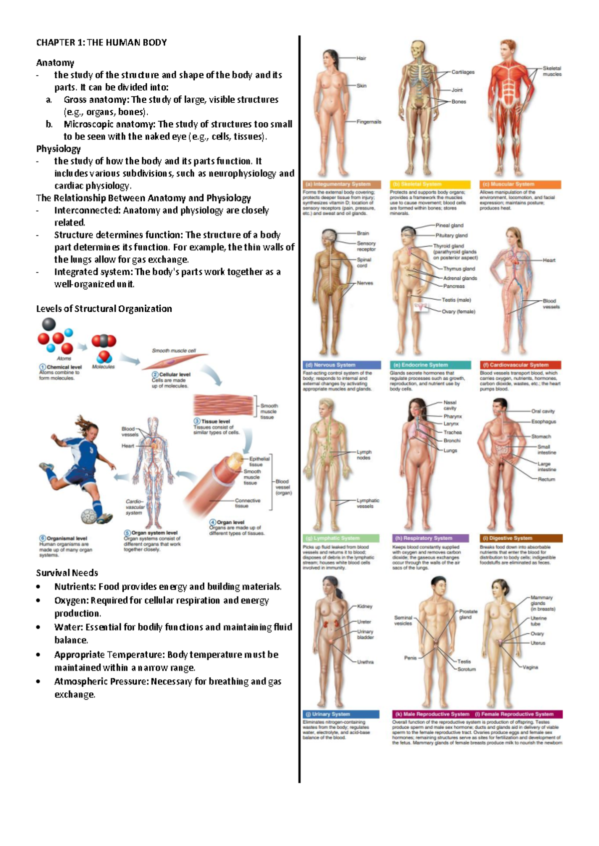 Anaphy CH1, 3, 4 - Skills Practice on Human Body, Cells, and Tissues ...