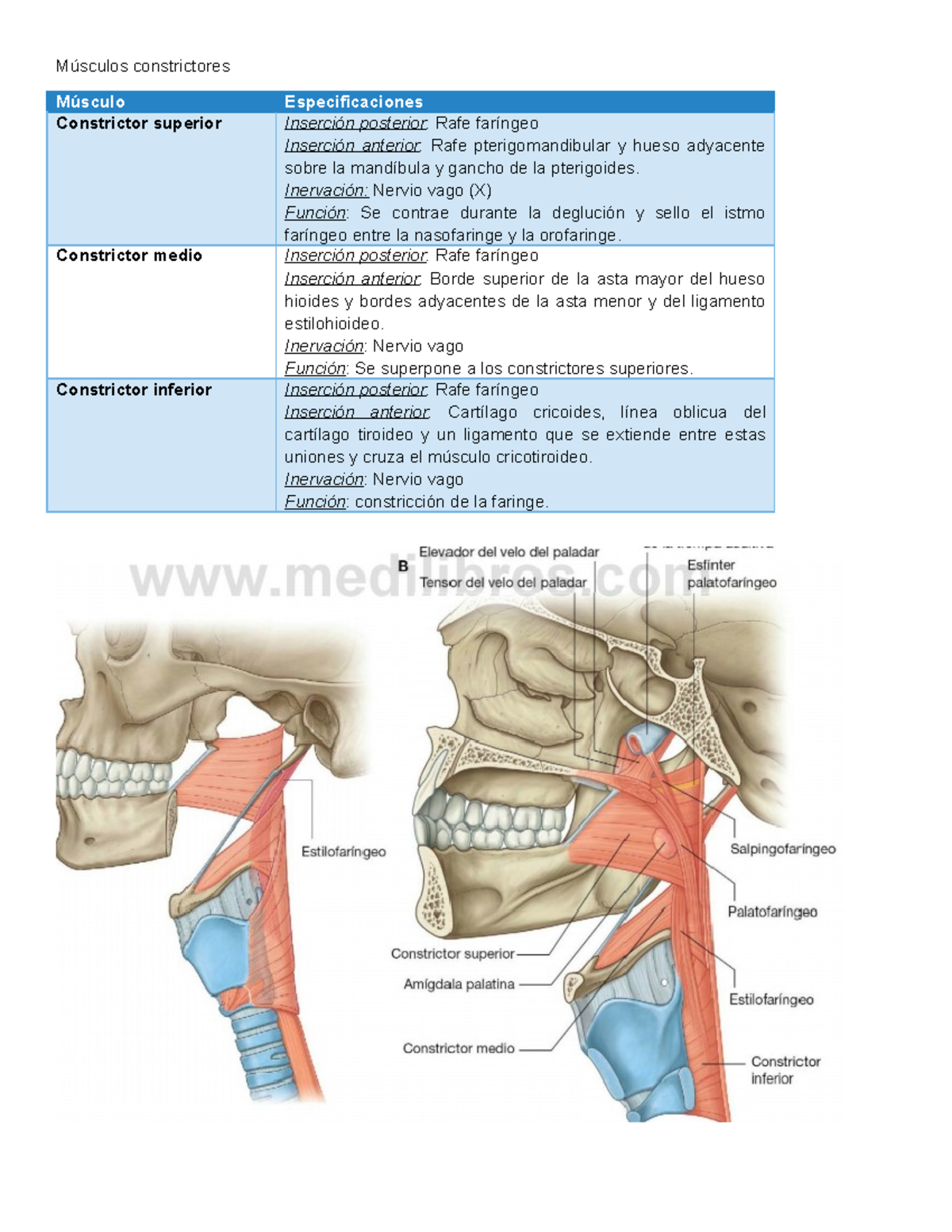 Rafe Medio De La Faringe