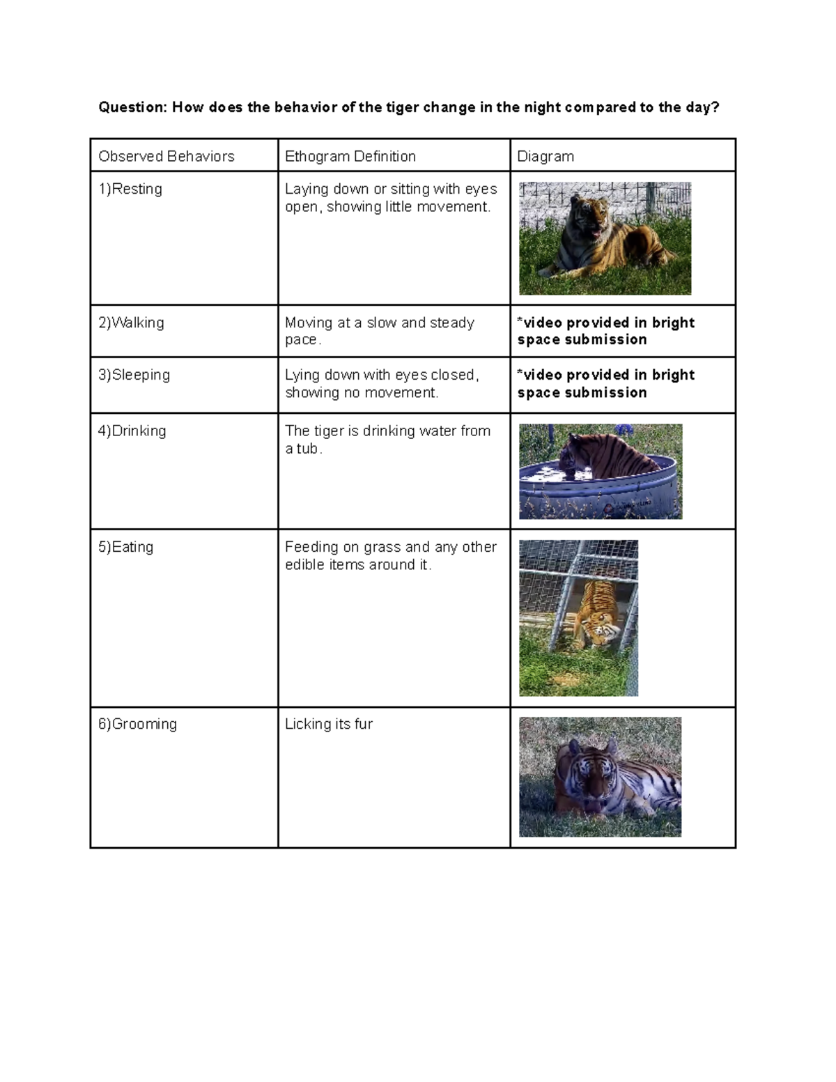 Ethogram - summer - Question: How does the behavior of the tiger change ...