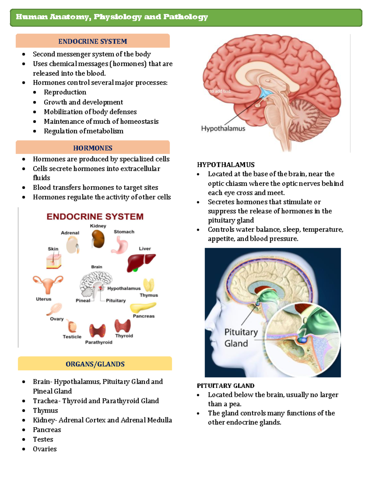 Endocrine System Overview and Hormonal Functions in ANPH 101 - Studocu