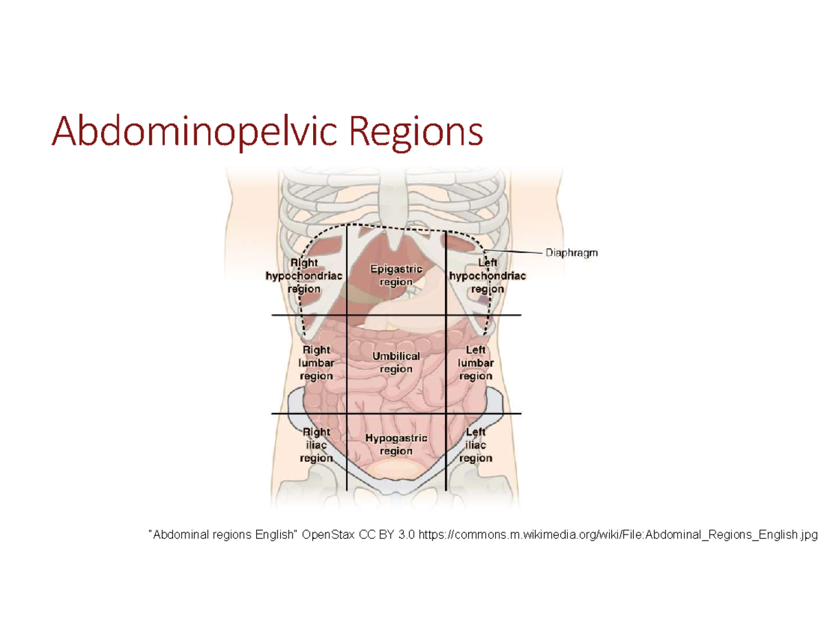 M14 Lecture Notes: Overview of Digestive System Components - Studocu