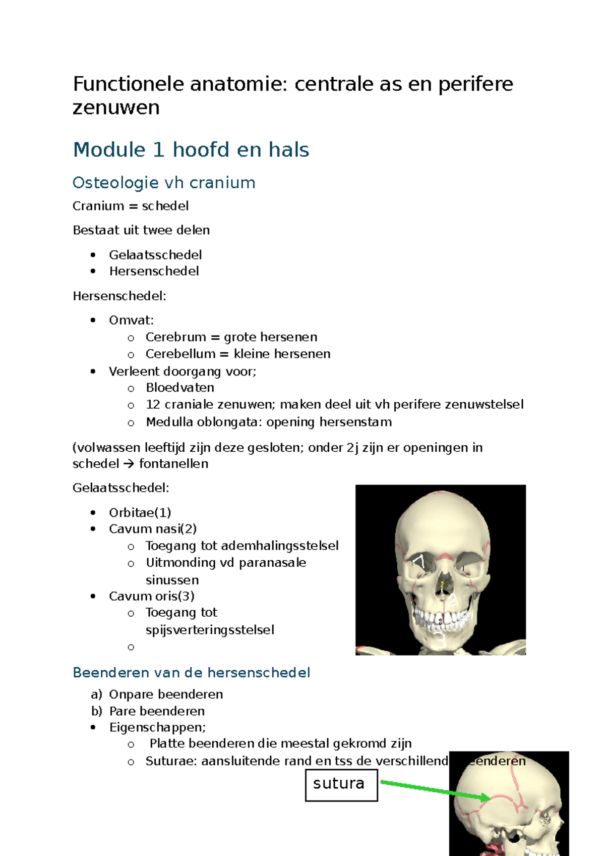 Functionele Anatomie: Centrale en Perifere Zenuwen - Module 1 - Studocu