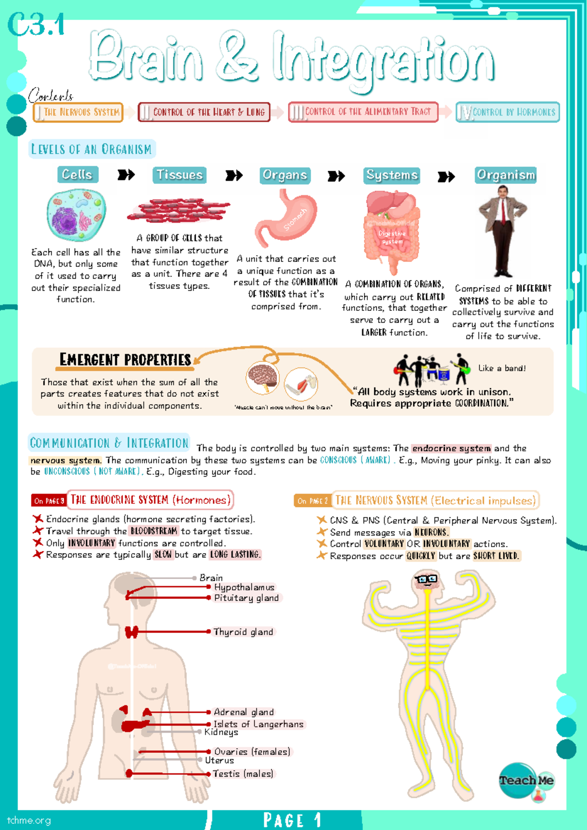 C3.1 Integration of Body Systems: Nervous and Endocrine Control - Studocu