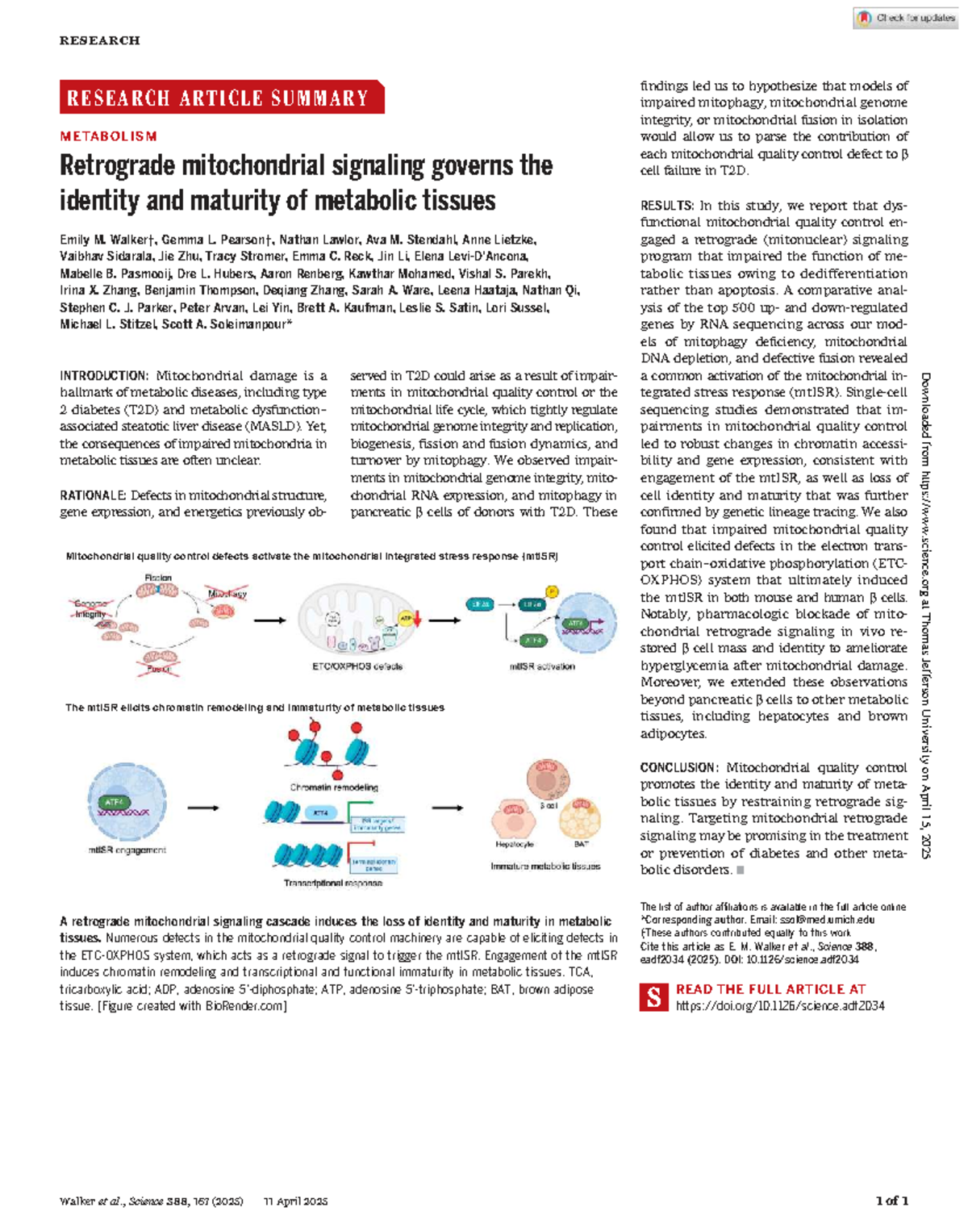 Retrograde mitochondrial signaling and metabolic tissue maturity ...
