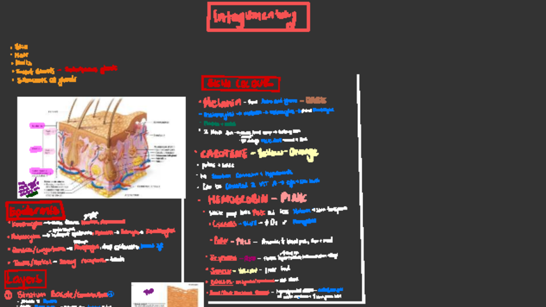Integumentary System Notes (BIO 101) - Skin, Hair, and Glands - Studocu