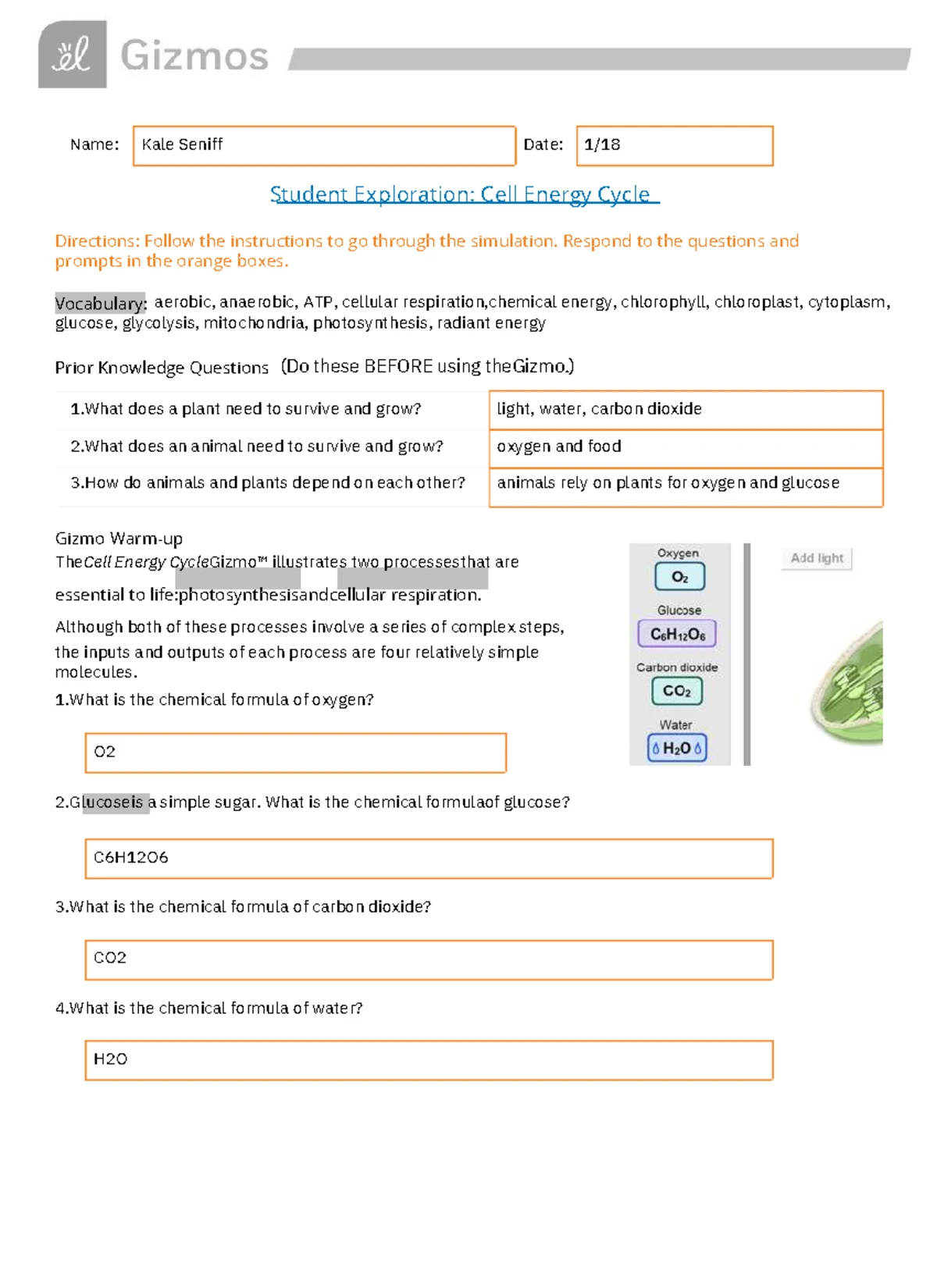 Cell Division: Stages & Processes Overview - Bio101 Study Guide - Studocu