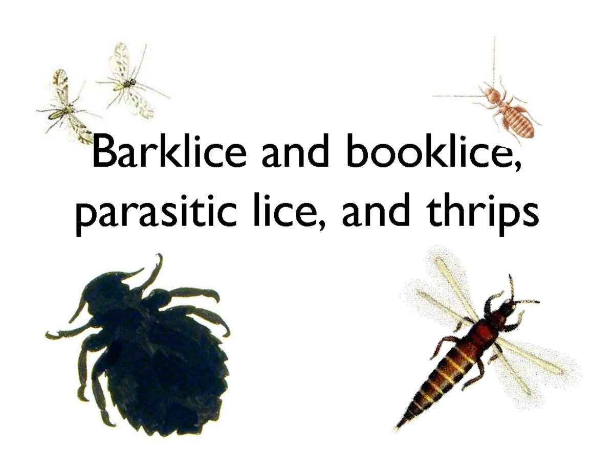 Lecture 15 - Psocodea: Barklice, Booklice, and Parasitic Lice Overview ...