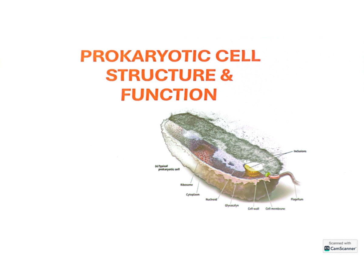 Microbiology Lecture Notes L5 Prokaryotic Cell Structure Function