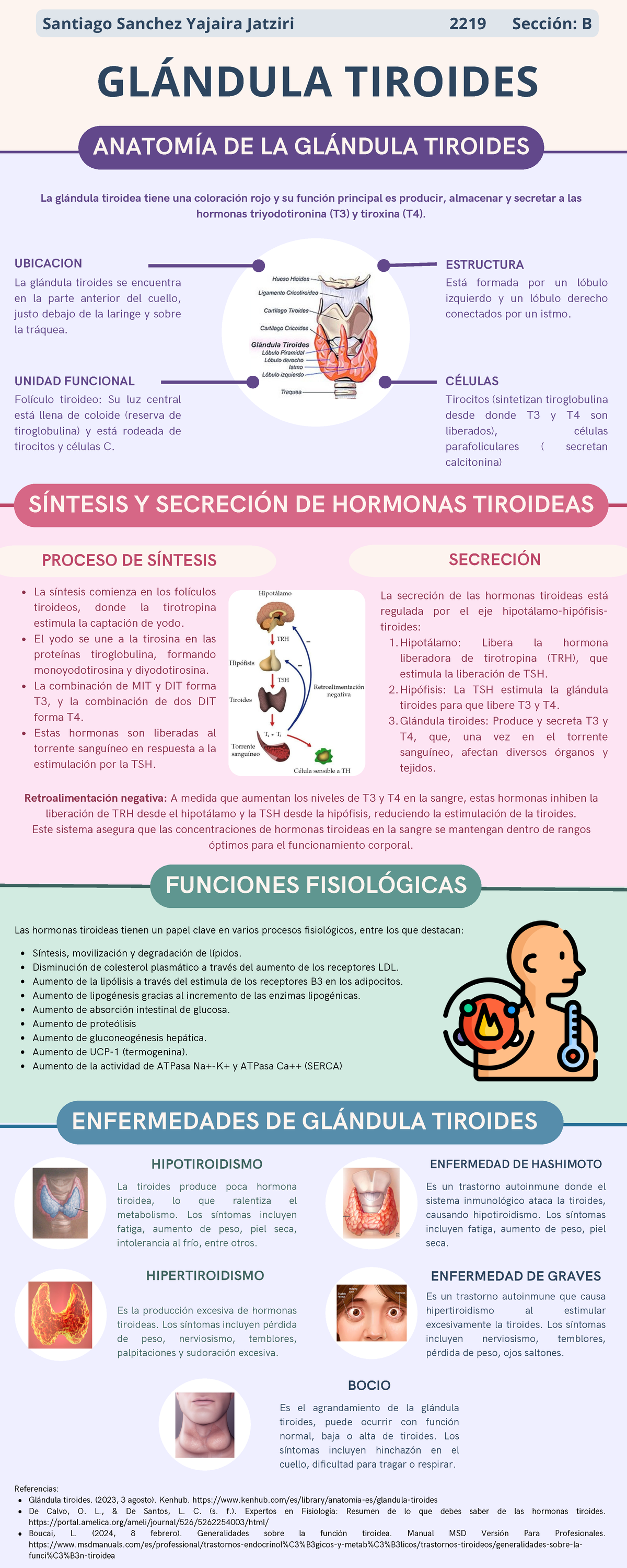 Infografía sobre la Glándula Tiroides: Anatomía y Funciones - Studocu
