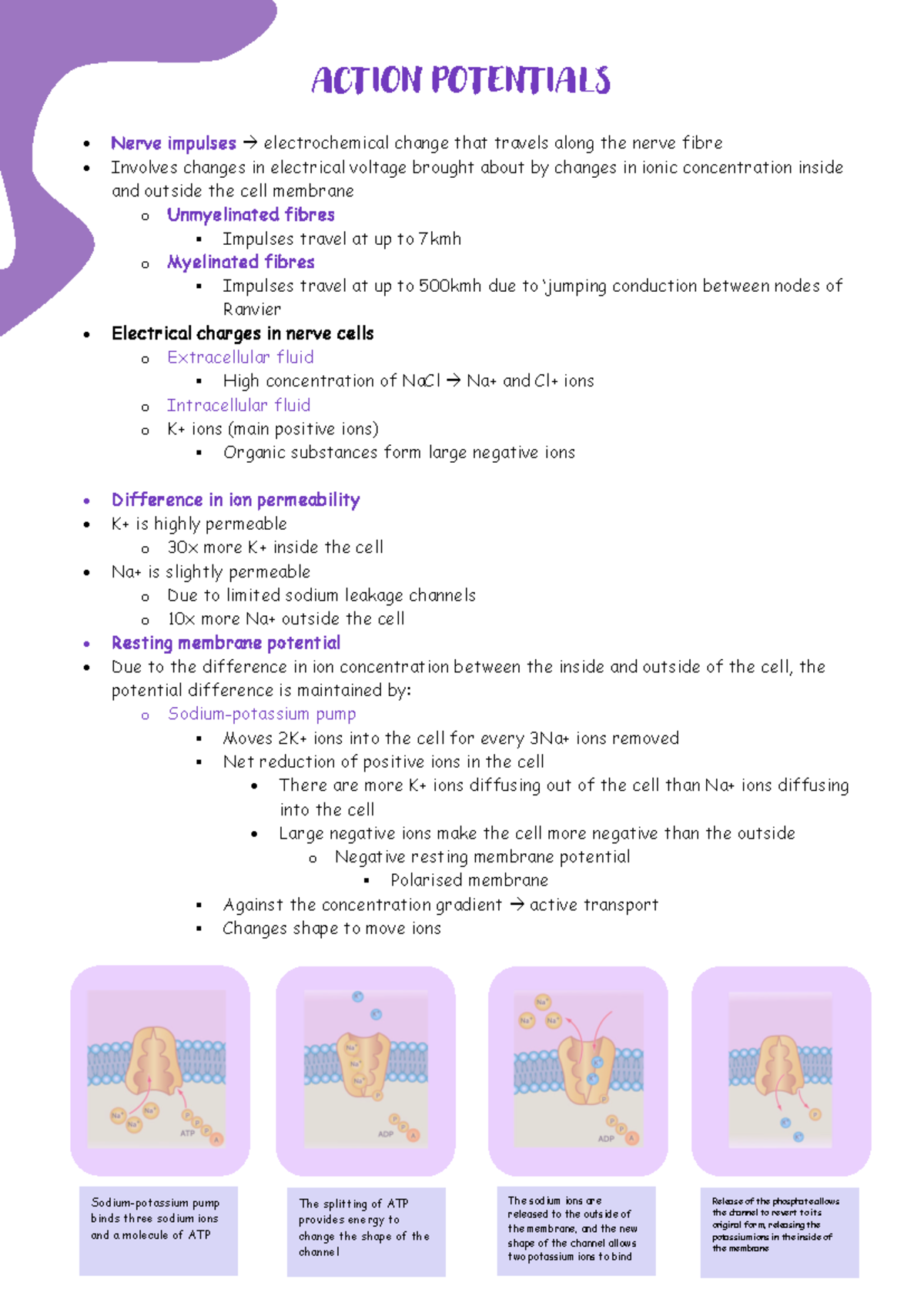 Year 12 Human Biology ATAR Unit 3 & 4: Action Potentials Overview - Studocu