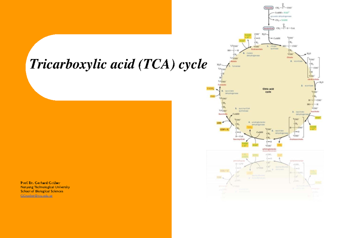 Lecture 3 TCA Cycle Quiz Notes (BIO101) - Studocu