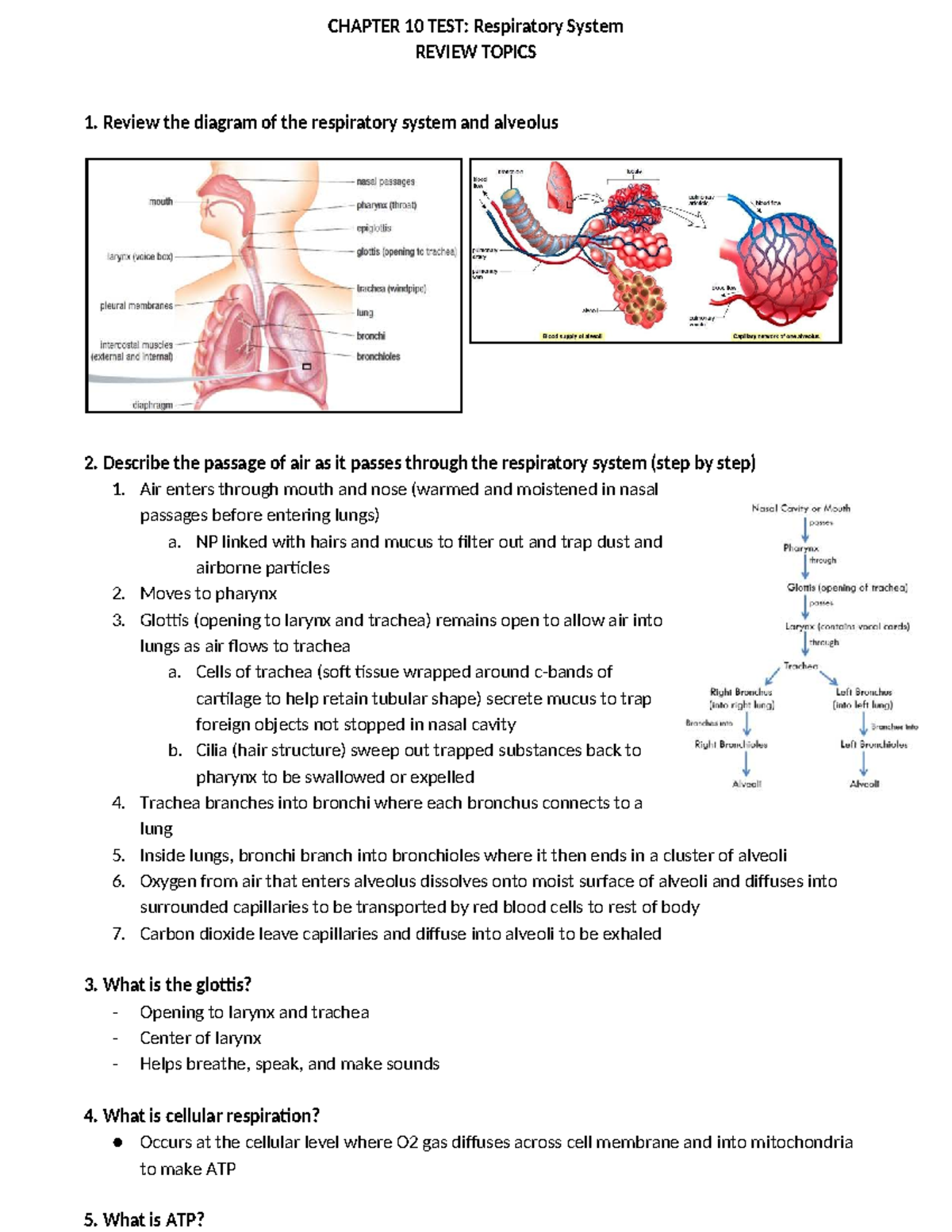 Copy of Copy of Teacher copy of Respiration Test Review - CHAPTER 10 ...