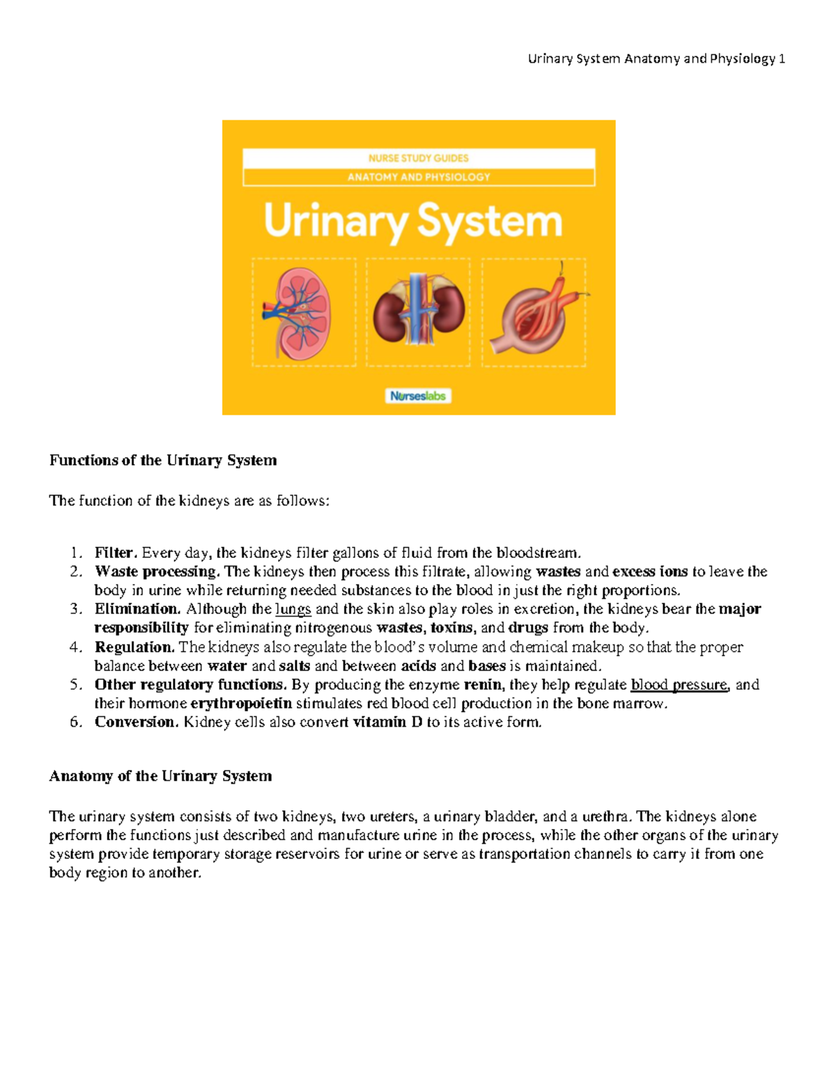 Nurseslabs~Urinary System Anatomy and Physiology - Functions of the ...