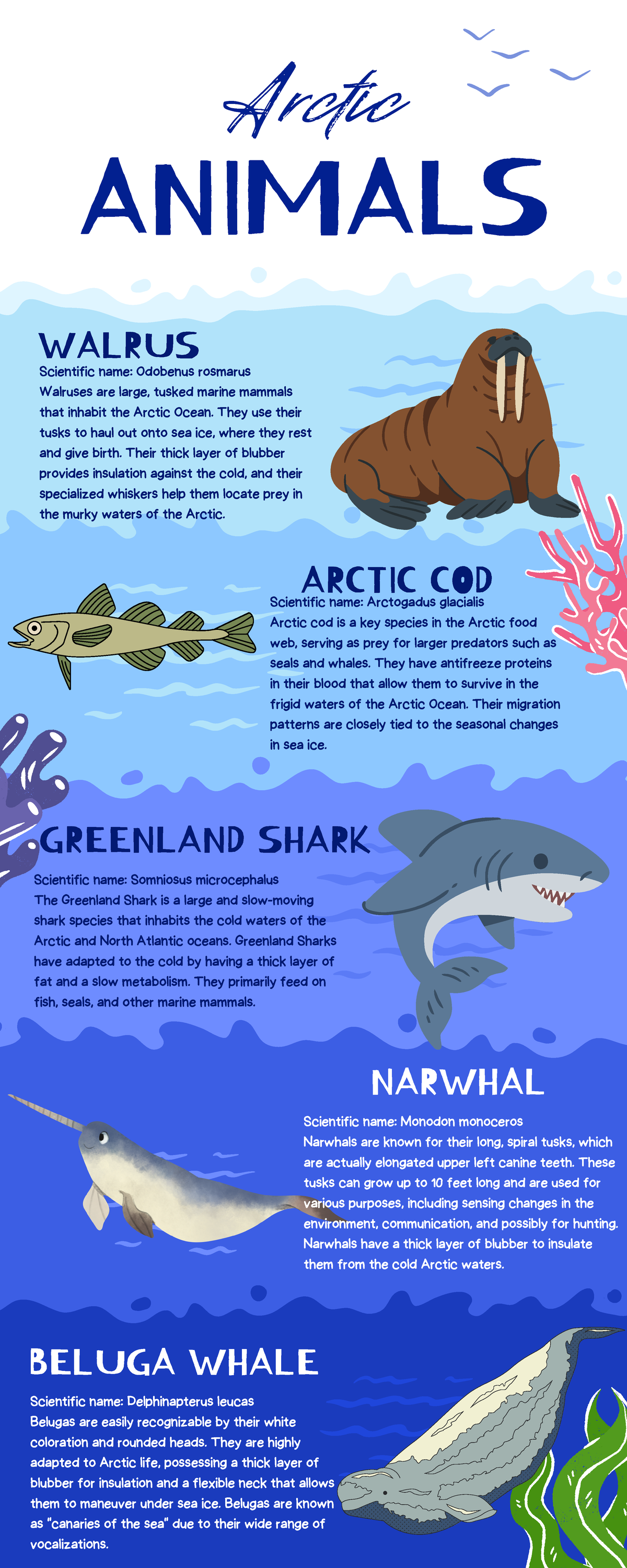 Blue Illustrative Sea Animals Infographic - Arctic ANIMALS WALRUS ...