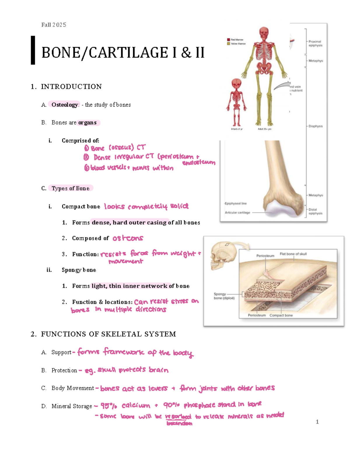 Bone and Joint Structure: Growth, Classification, and Movements (Fall ...