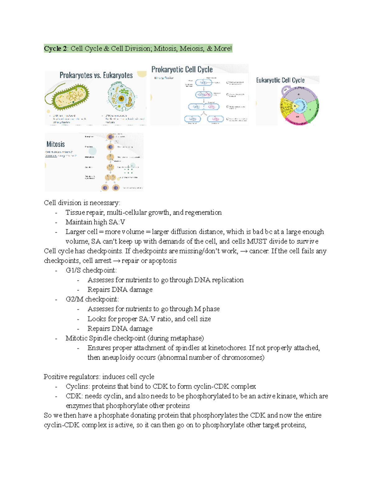 Bio 101: Cycle 2 - Cell Division, Mitosis & Meiosis Overview - Studocu