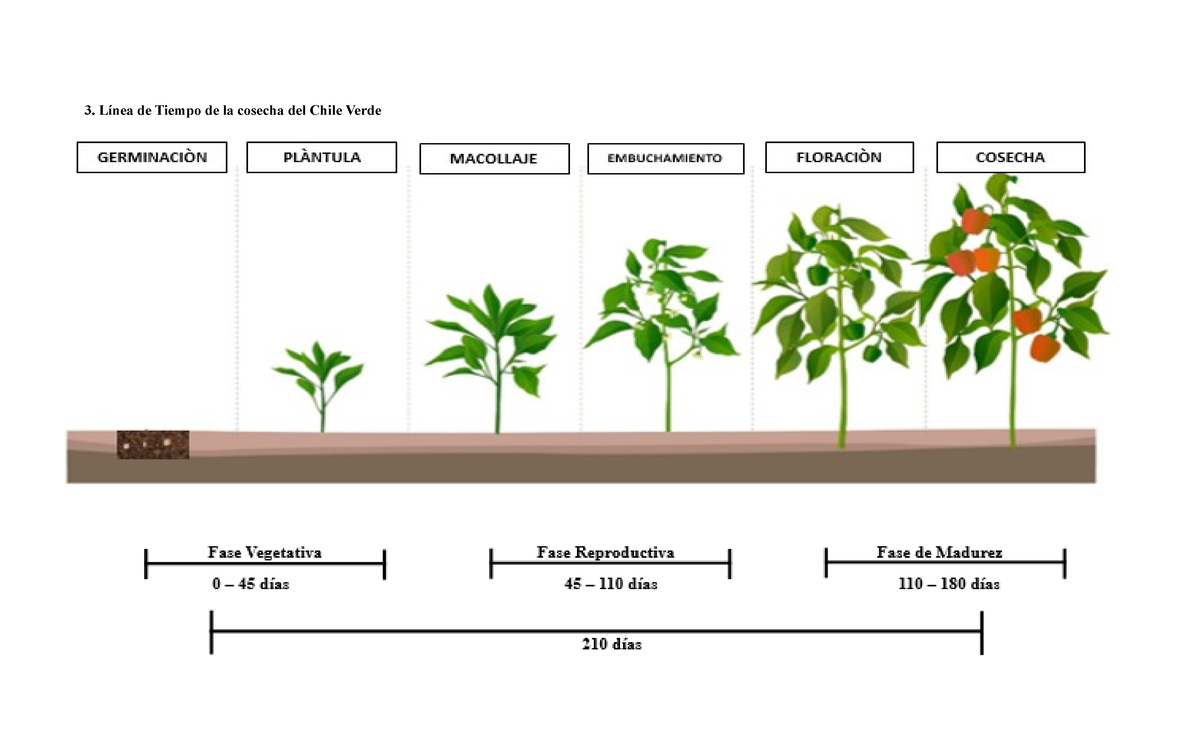 Ciclo De Cultivo Del Chile Jalapeño Tipos De Chiles | Intagri S.C.