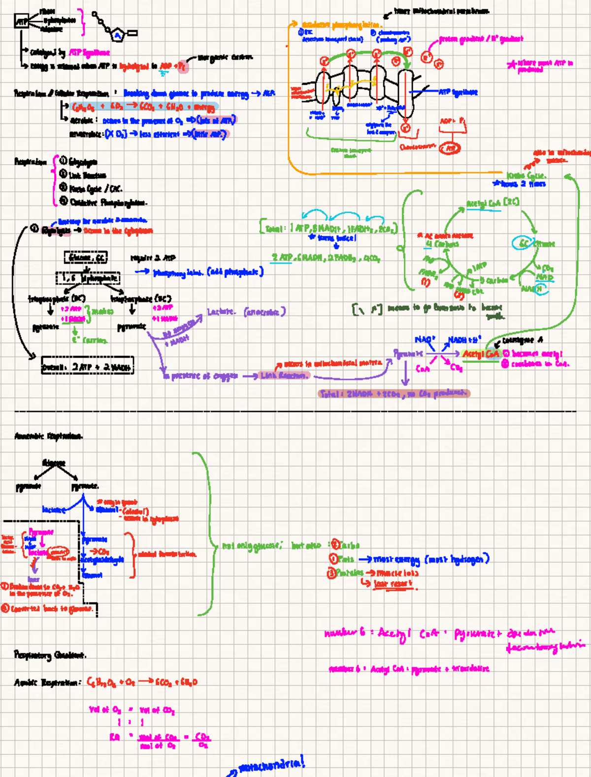 Bio Ch 1: Mitochondrial Respiration & ATP Production Notes A Levels ...