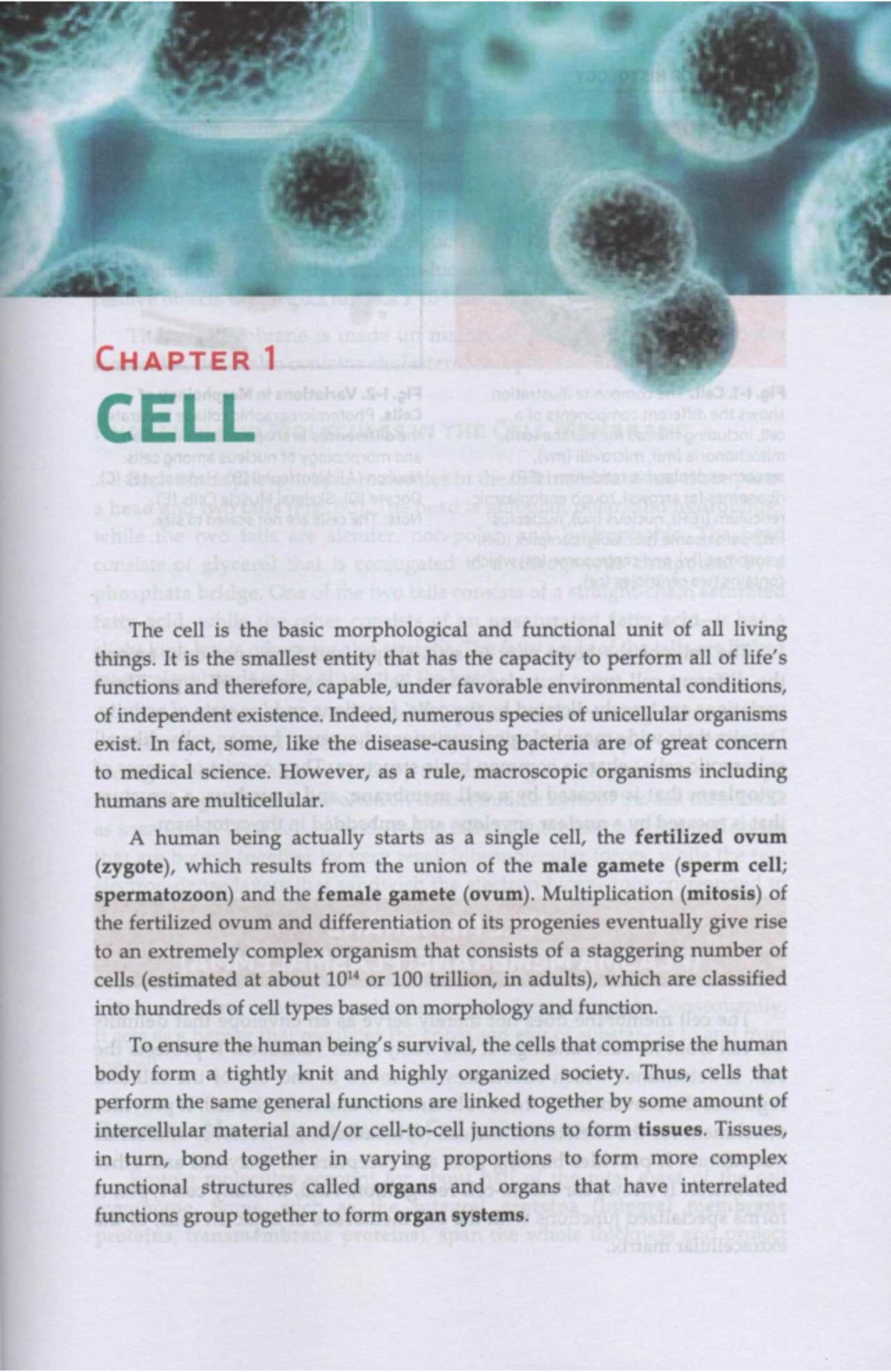 Chapter 1 Overview: Cell Structure and Function from Histology 6th ...