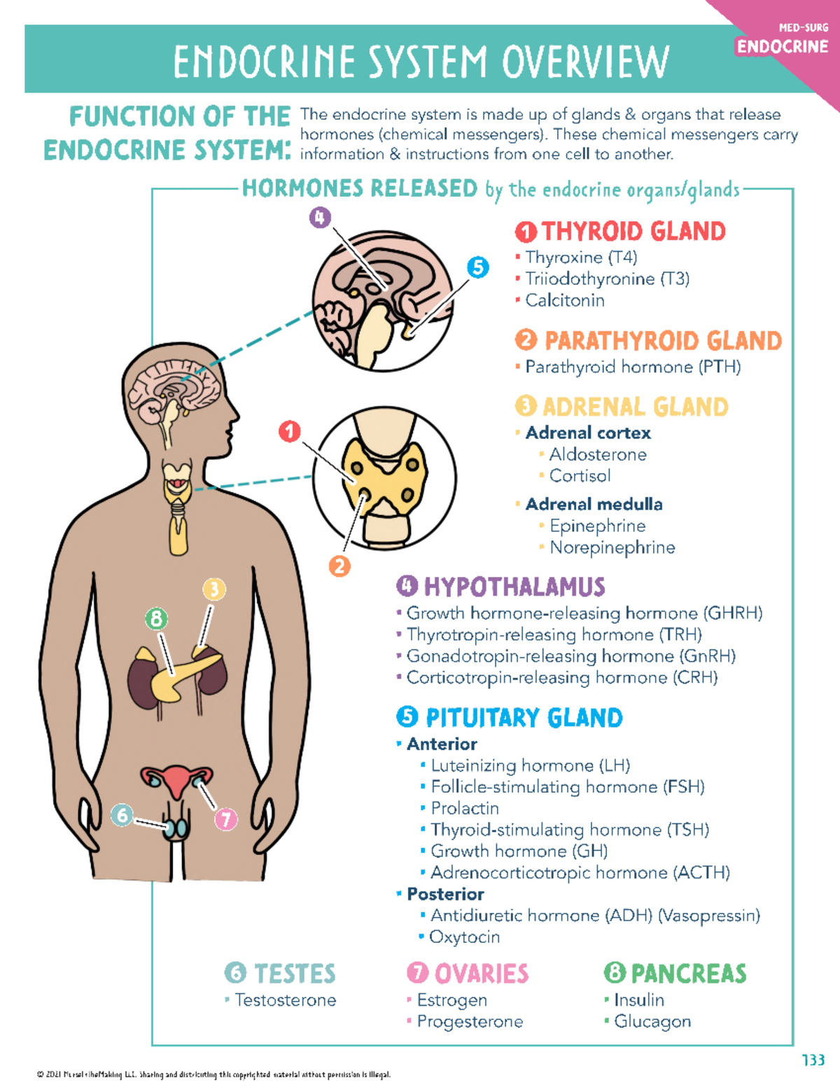 ENDOCRINE SYSTEM - PRACTICE QUESTIONS & OVERVIEW NOTES - Studocu