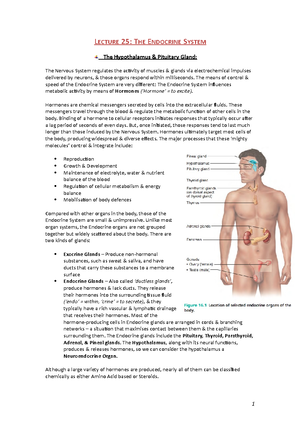 Module 2: Muscular System - Thorax and Abdomen Functional Groups - Module 2: Muscular System ...