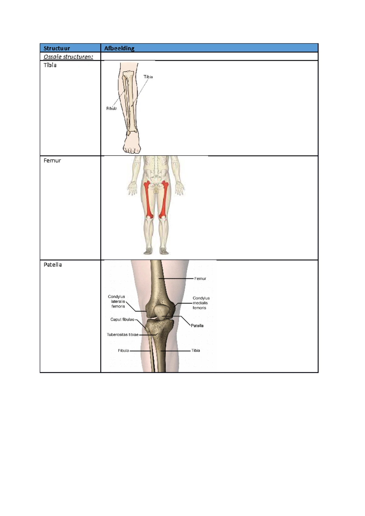 Anatomie knie - Het kniegewricht. (kennisclip knie 1) Het is een ...