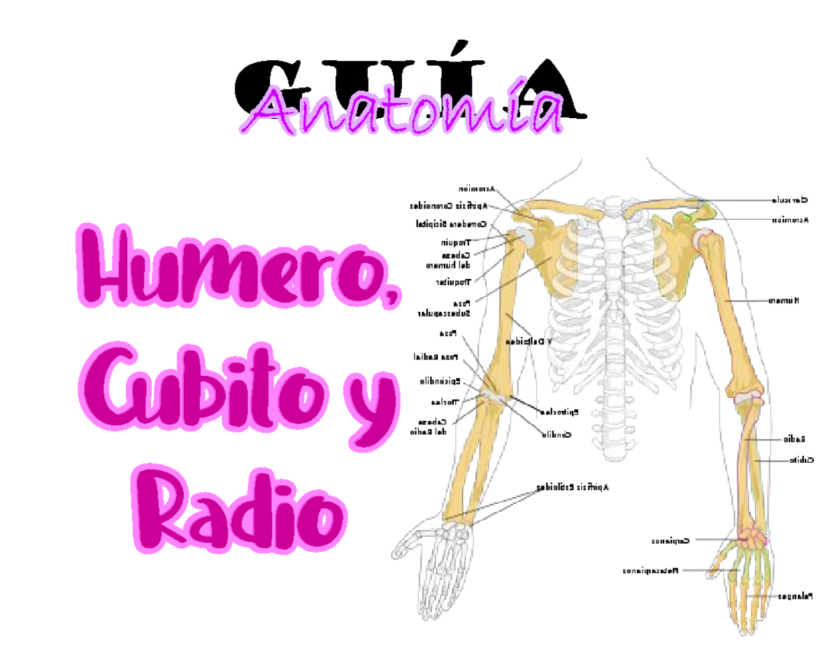 Apuntes de Anatomía: Húmero, Radio y Ulna - Curso de Anatomía - Studocu