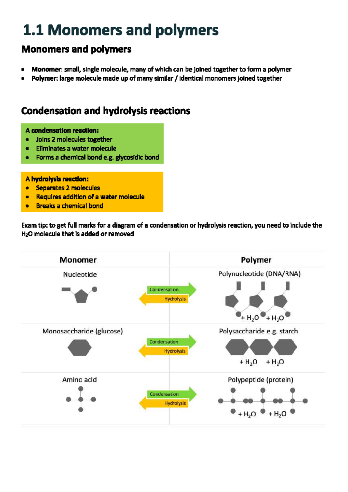 Biology 101: Summary of Monomers, Polymers, and Enzymes - Studocu