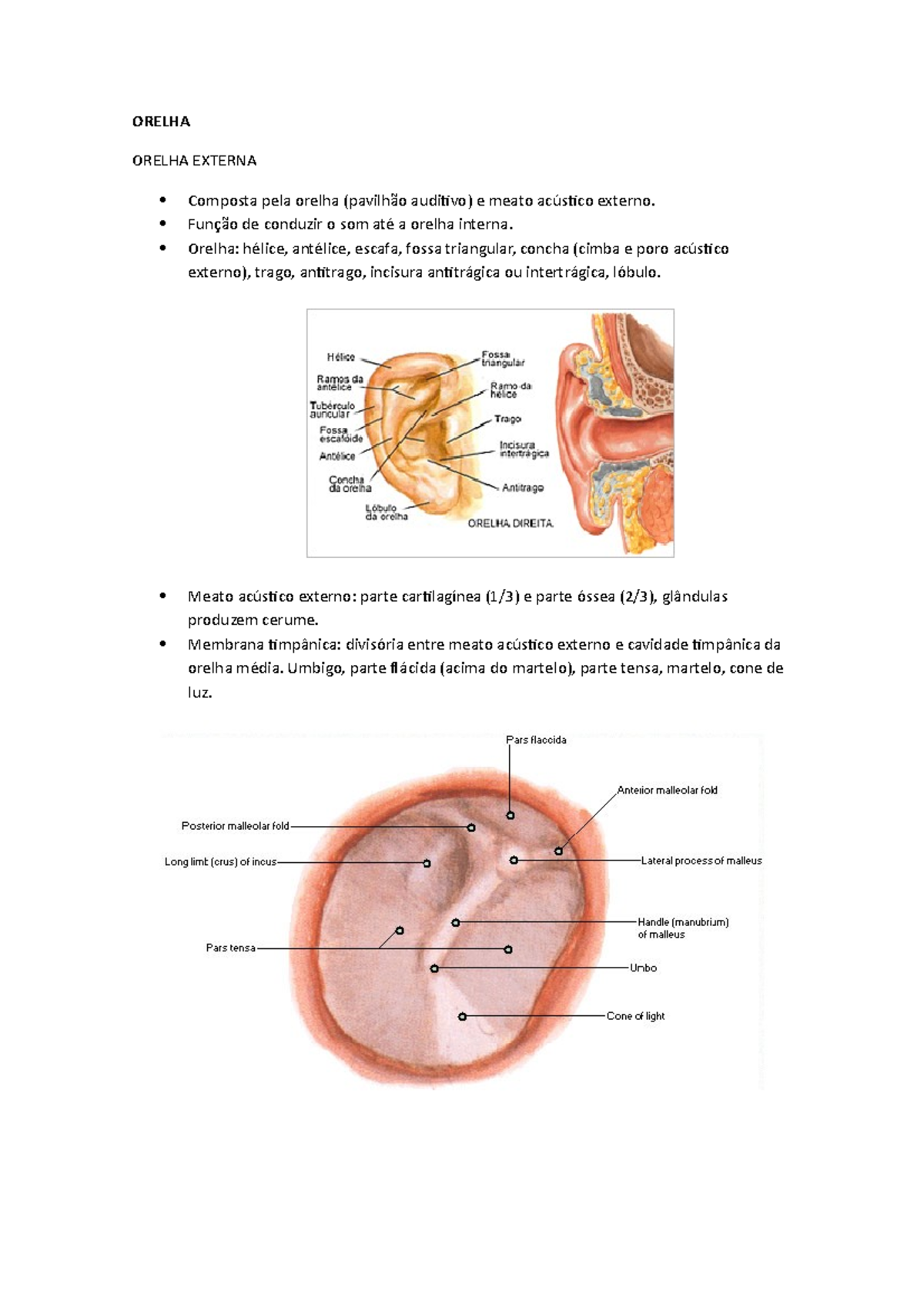 Anatomia da Orelha: Externa, Média e Interna - Detalhes Importantes ...