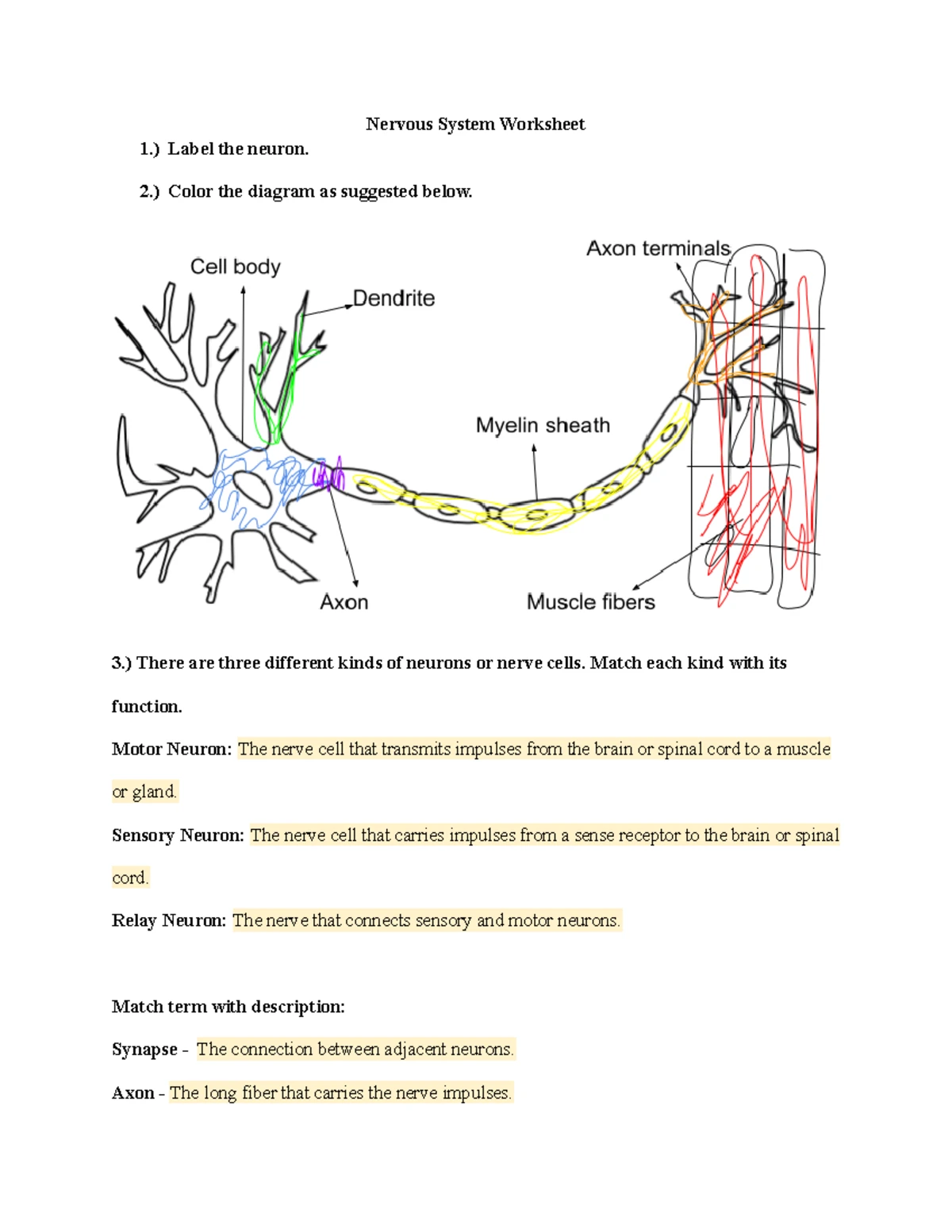 Nervous system worksheet - Nervous System Worksheet 1.) Label the ...
