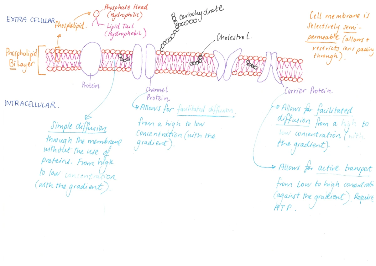 Practice Exam for unit 1 - Year 11 ATAR Human Biology Practice ...