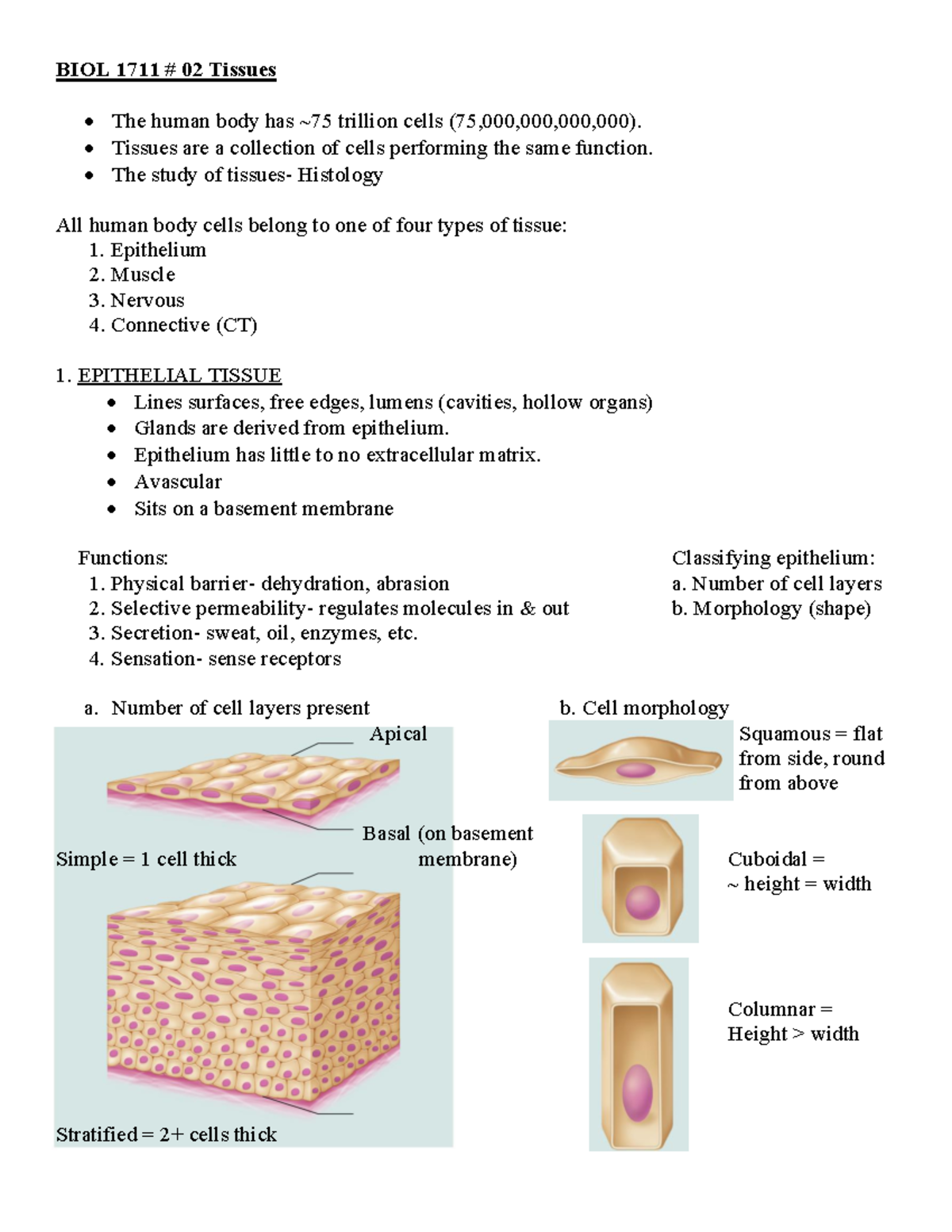 BIOL 1711 02 Final Exam Study Notes on Human Tissues - Studocu