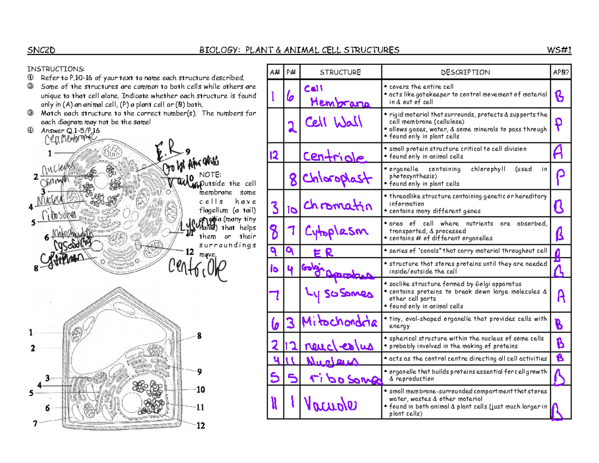 SNC2D Final Exam: Plant and Animal Cell Structures Overview - Studocu