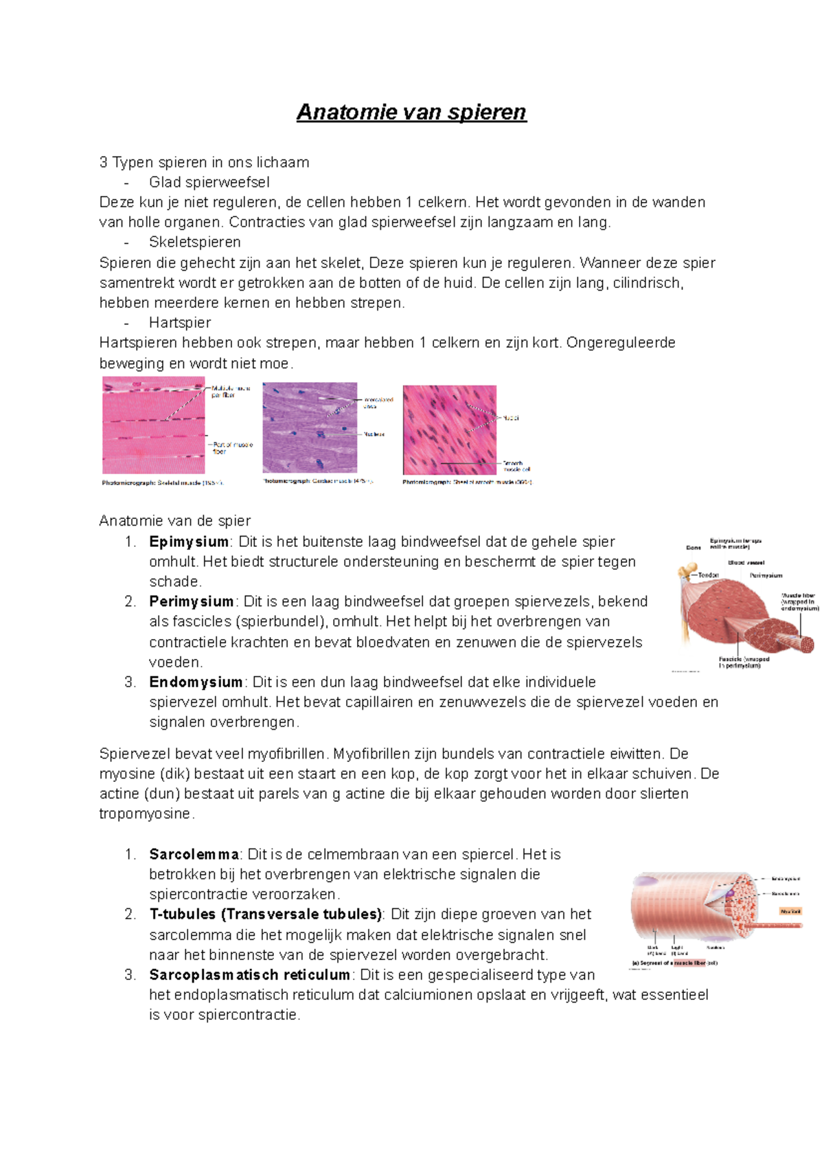 Samenvatting MB - Anatomie van Spieren en Trainingsprincipes - Studeersnel