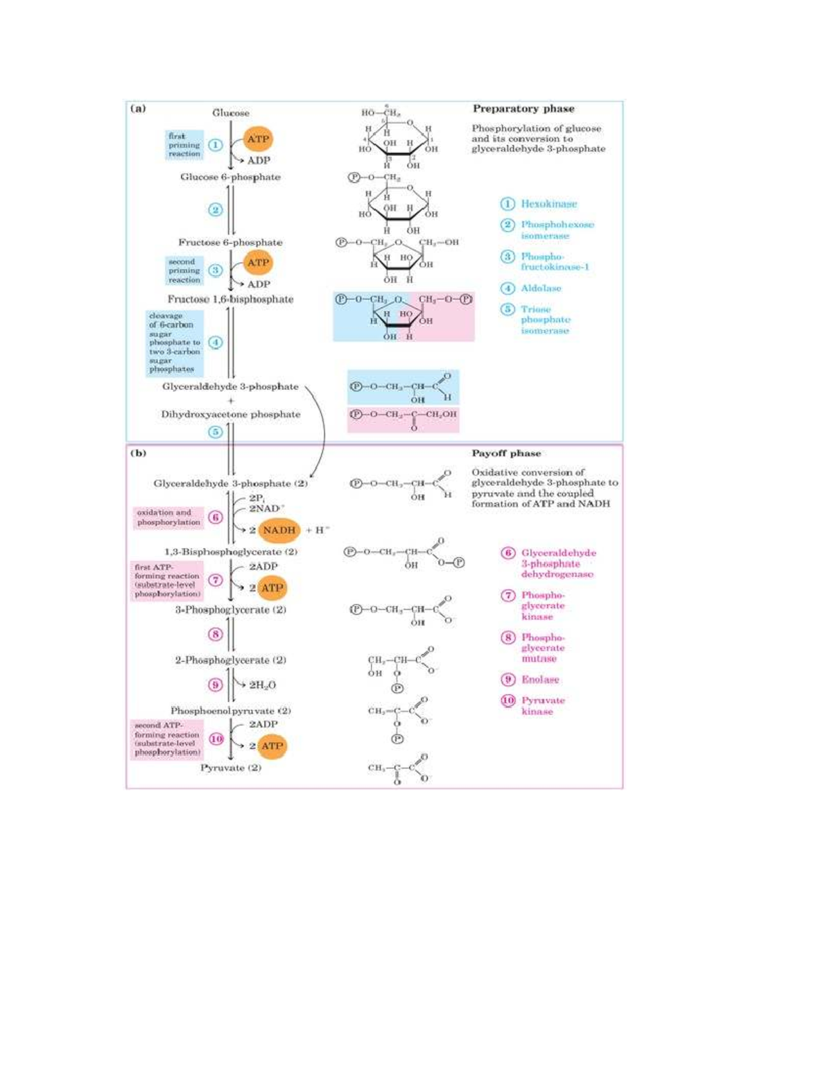 TCA Cycle and Krebs Cycle Reactions: Key Products and Enzymes - Studocu