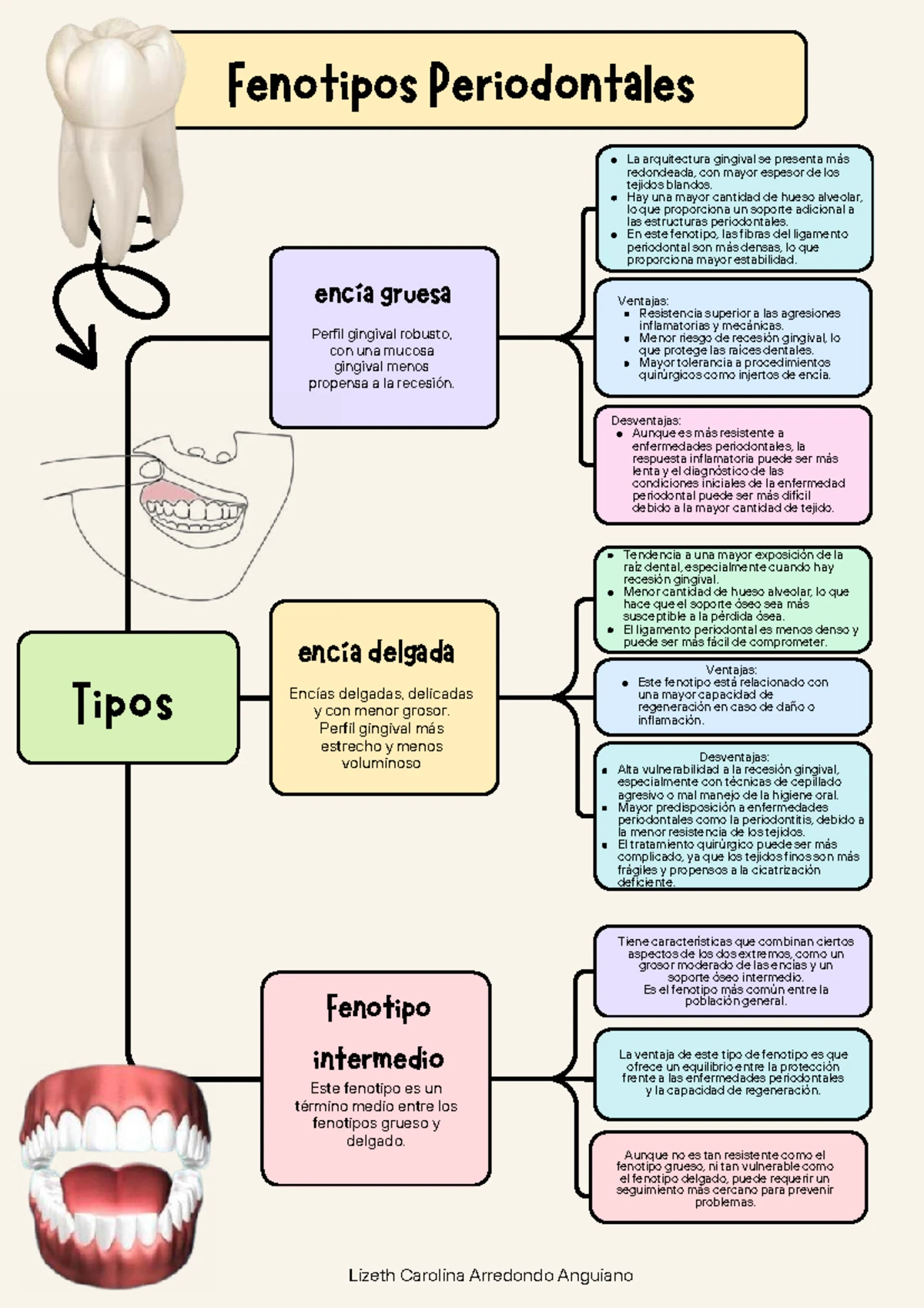 Cemento Radicular: Composición, Tipos y Funciones en Periodoncia - Studocu