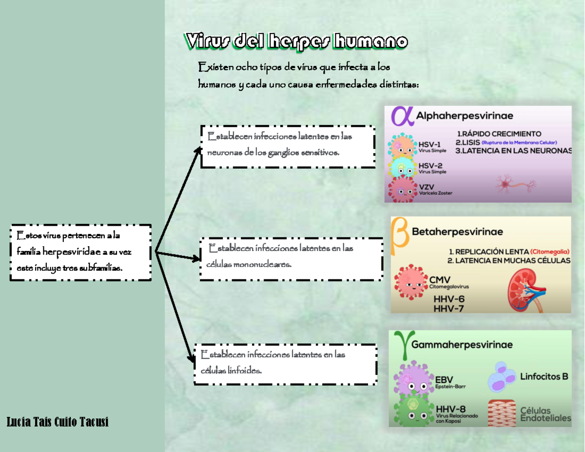 Herpes Virus y Citomegalovirus: Epidemiología y Transmisión - Studocu