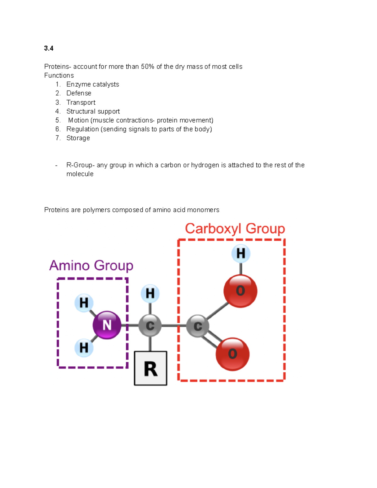 Biology Chapter 3: Proteins and their Functions in Cells - Studocu