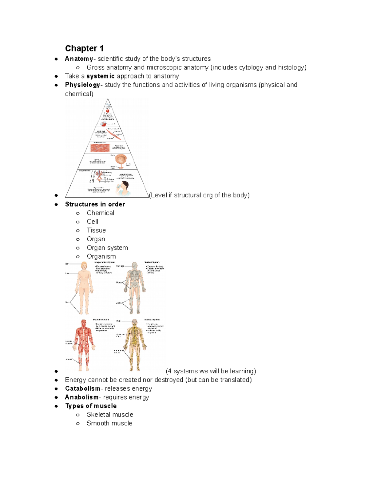 Anatomy and Physiology notes - Chapter 1 Anatomy- scientific study of ...