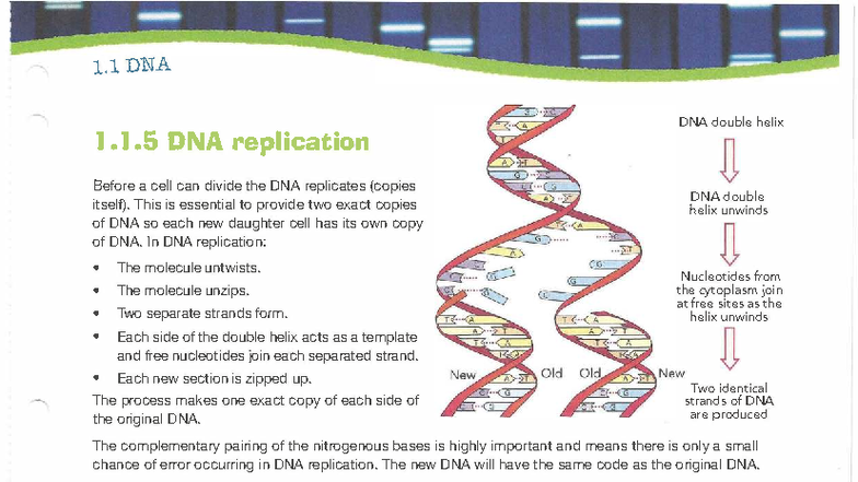 1.1.5 DNA Replication Process and Importance - Studocu