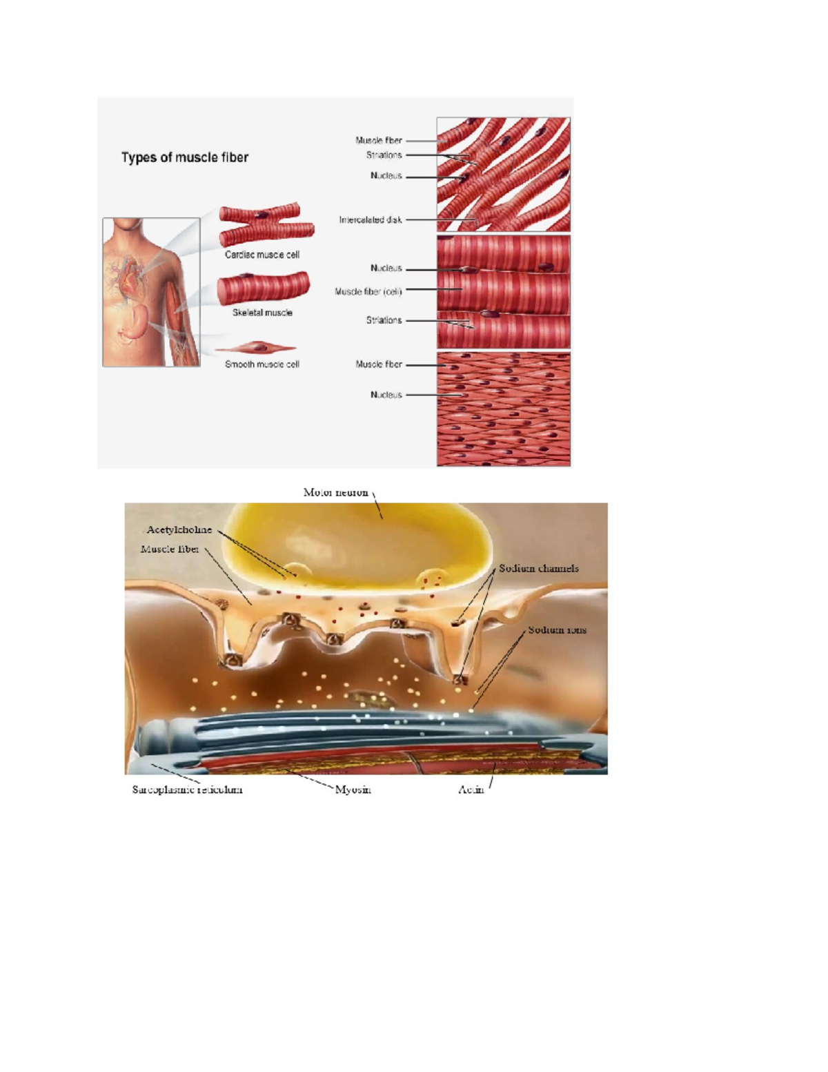 Untitled document - lecture pictures - Muscle fiber Types of muscle ...